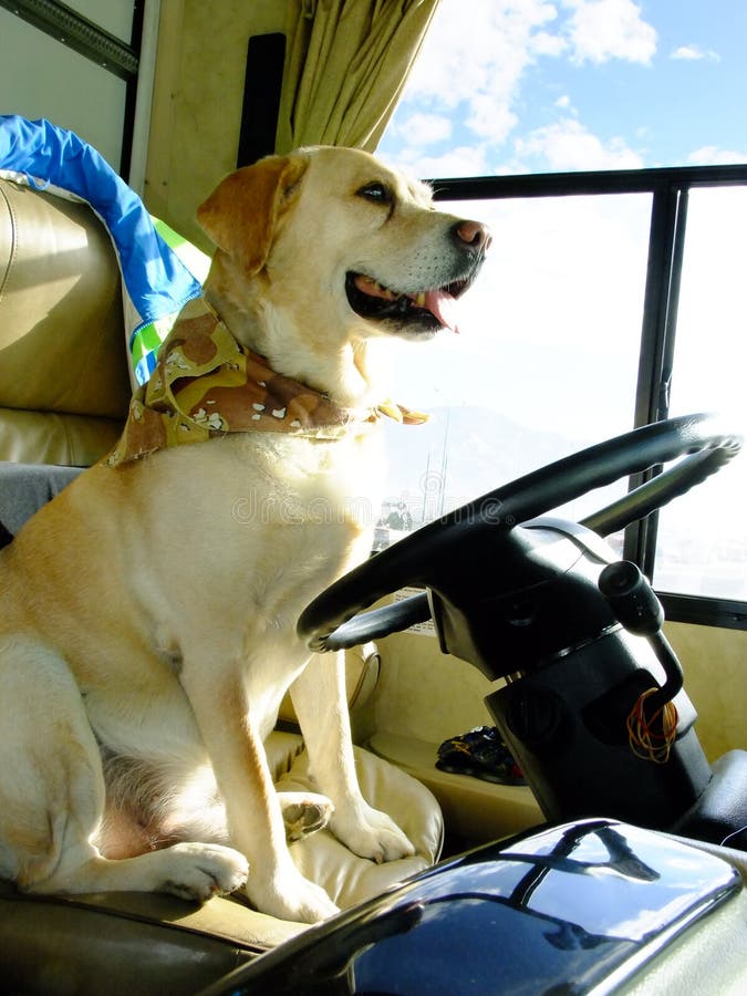 Yellow Dog Driving stock photo. Image of adventure, retriever - 29054136
