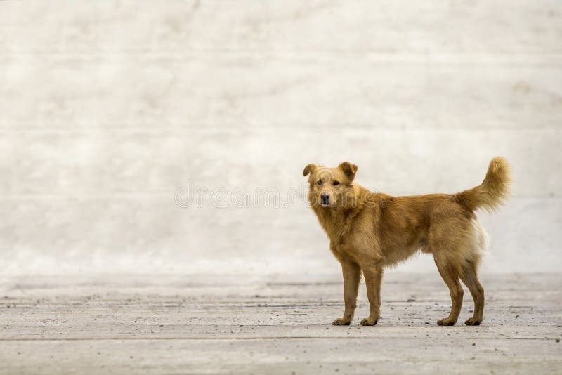 Yellow Dog Pet with Puffy Tail Outdoors Stock Photo - Image of nose ...