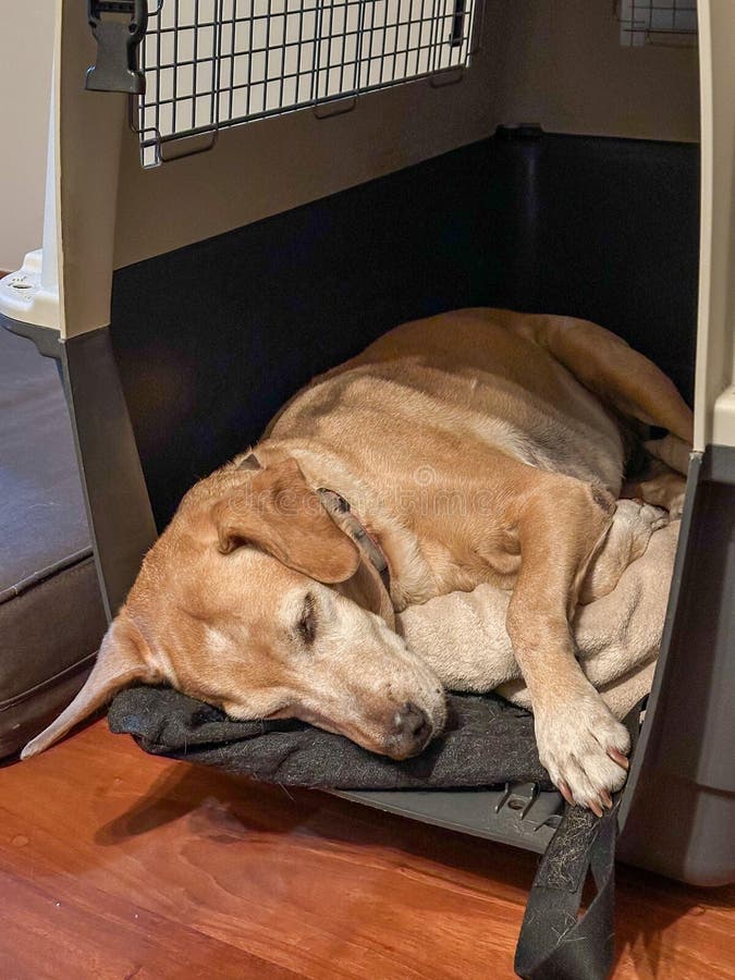 Yellow Dog Sleeping Relaxed Sleeping in Transport Box Stock Photo ...