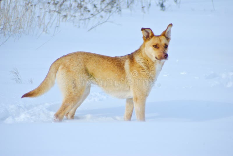 Yellow dog on the snow stock photo. Image of stay, landscape - 66371392