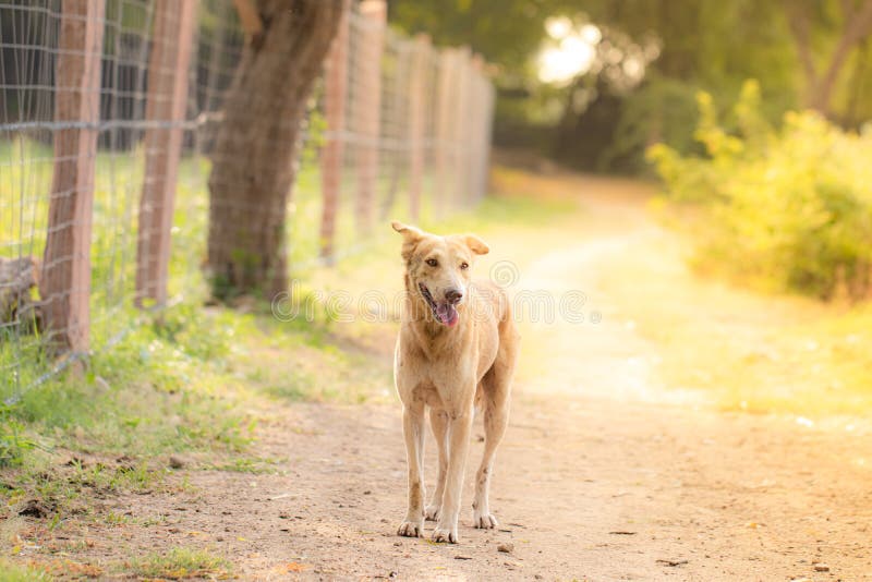 A Yellow Dog Standing on a Rough Road Stock Photo - Image of dogs, park ...