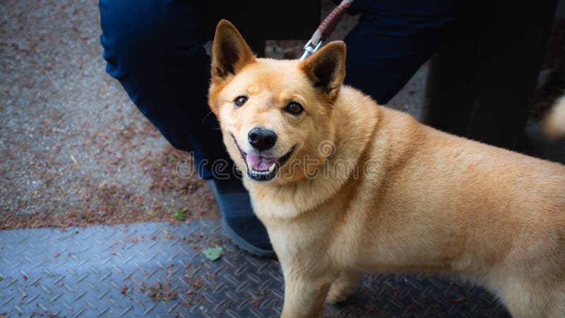 Yellow Dog Swollen Face stock image. Image of funny - 132085917