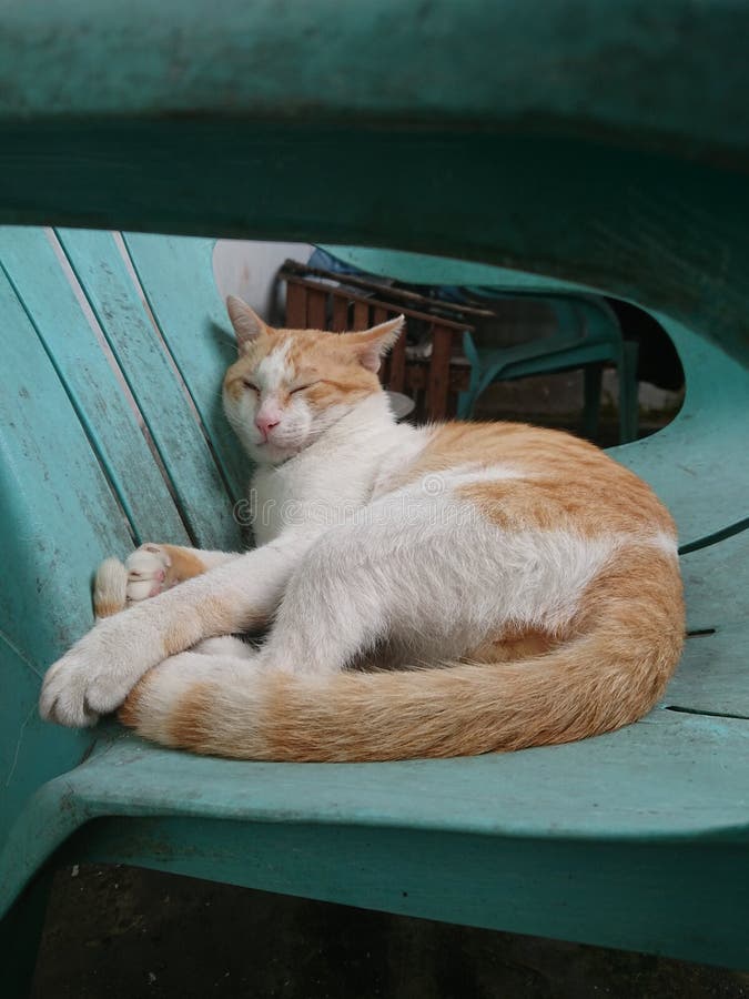 The Yellow Domestic Cat is Fast Asleep on the Cyan Bench Stock Image ...