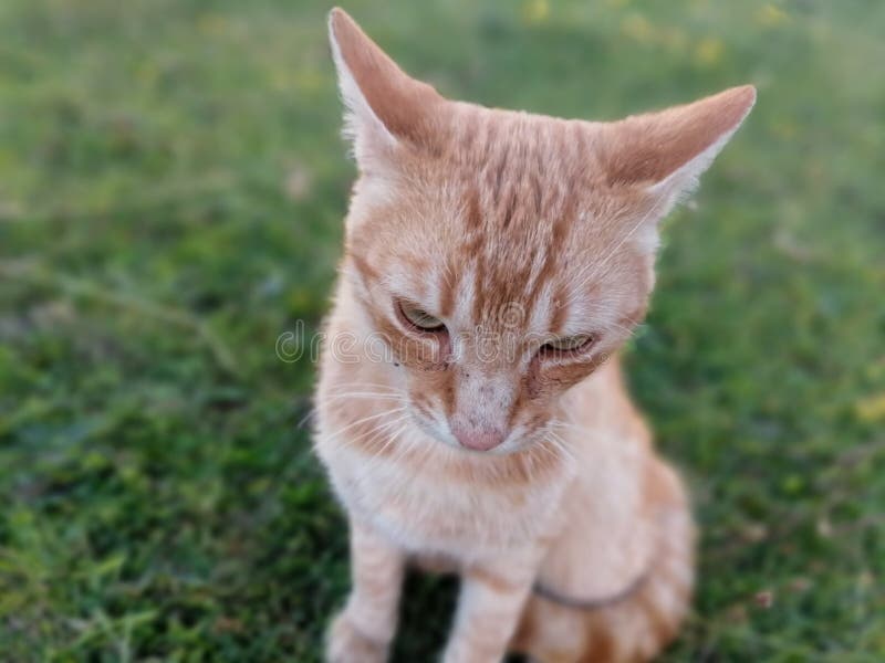A Yellow Domestic Cat Painted before Sunset Stock Photo - Image of ...