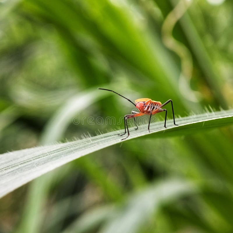 Yellow Dominant Colored Insects on the Grass Stock Photo - Image of ...
