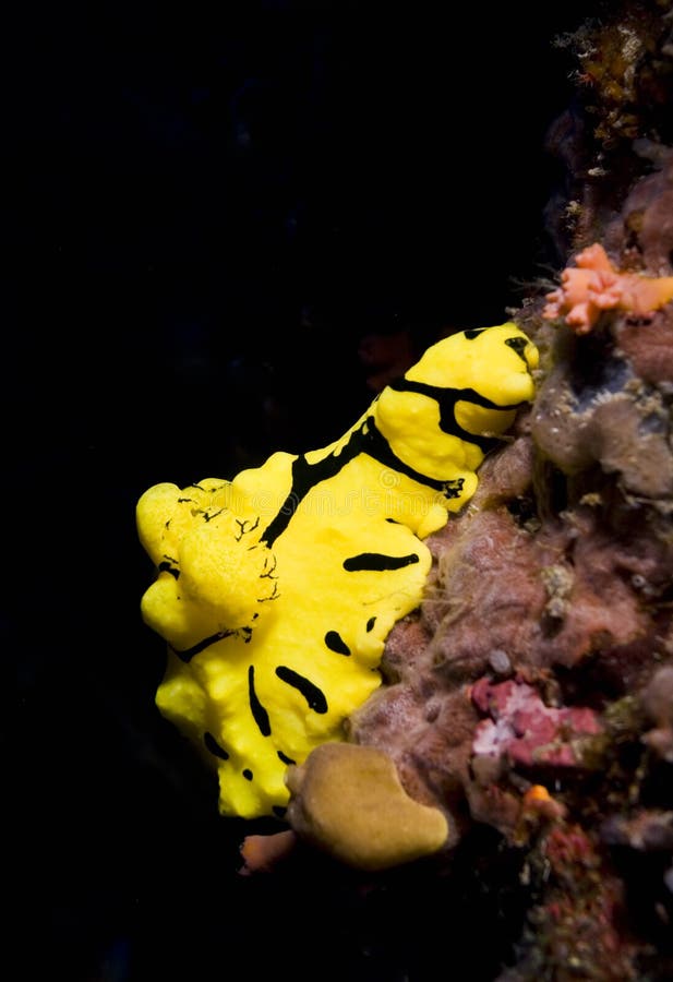 Yellow dorid nudibranch stock image. Image of borneo - 18478249