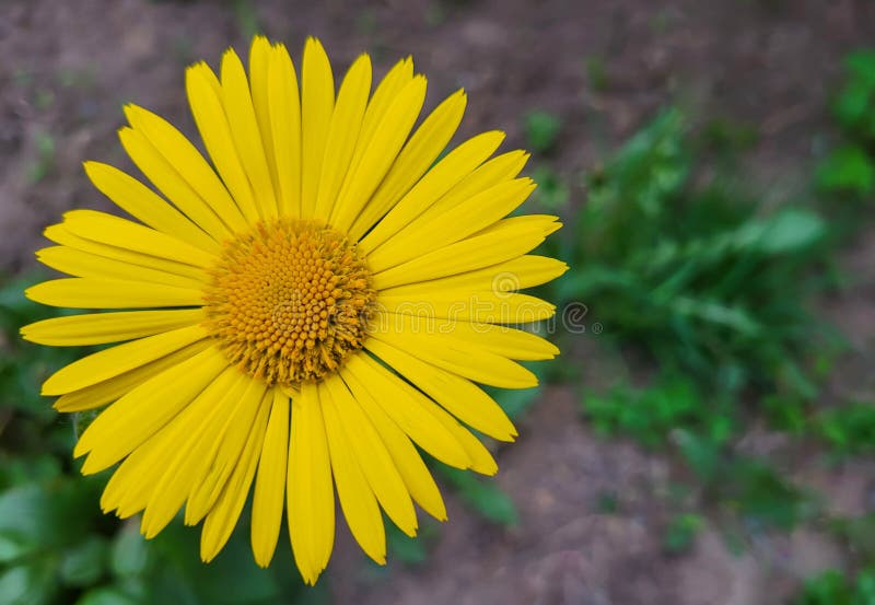 Yellow Doronicum Flower. a Single Yellow Daisy in a Flower Bed. Place ...