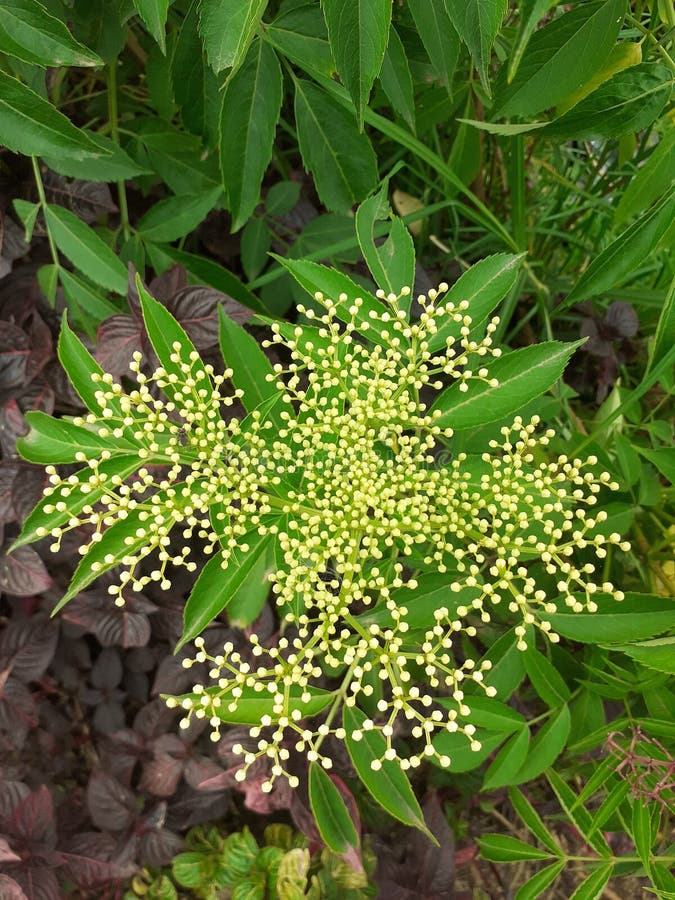 Yellow dot flower stock image. Image of natural, yellow - 250637171
