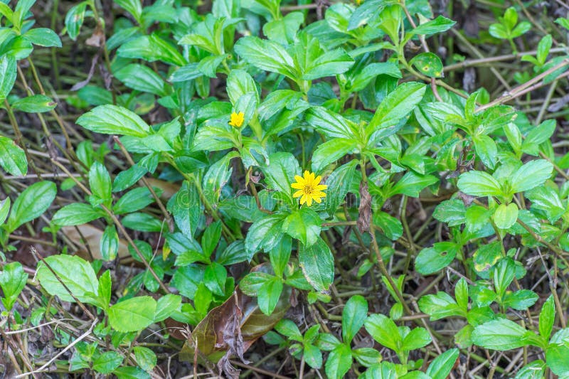 Wedelia Yellow Flower - Plants - Nature - Garden Stock Photo - Image of ...