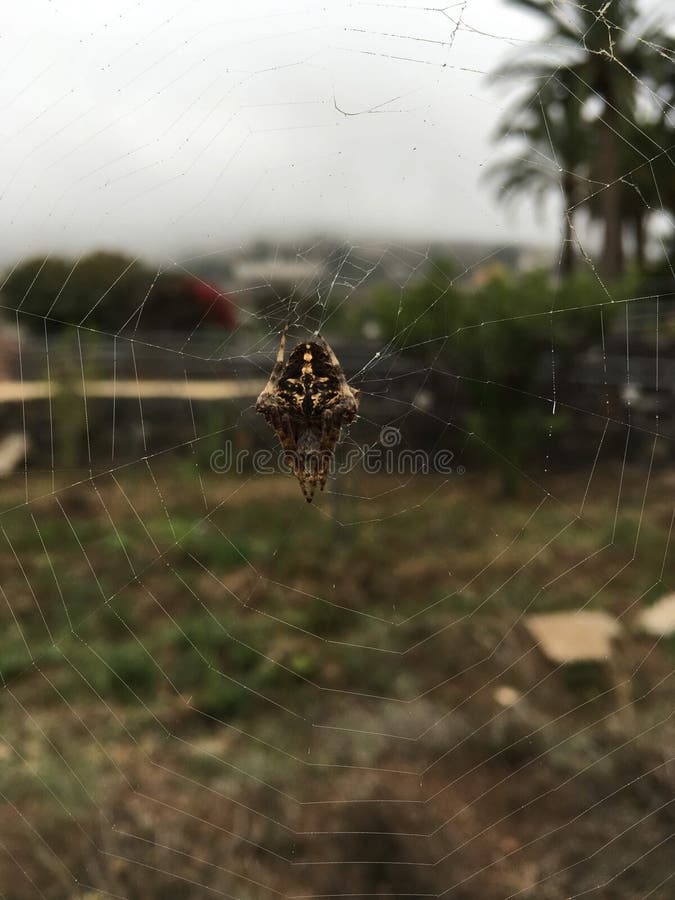 Yellow Dotted Spider on the Web Stock Image - Image of high, poison ...