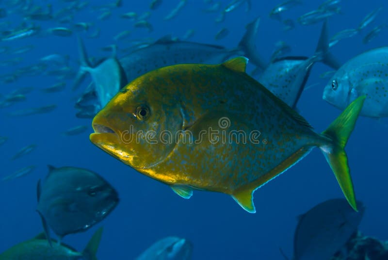 Yellow-dotted Trevally (Carangoides Fulvoguttatus) Stock Photo - Image ...