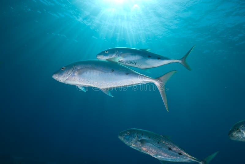 Yellow Dotted Trevally (carangoides Fulvoguttatus) Stock Photo - Image ...