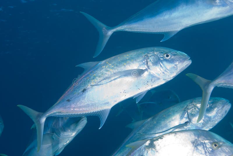 Yellow Dotted Trevally (carangoides Fulvoguttatus) Stock Image - Image ...