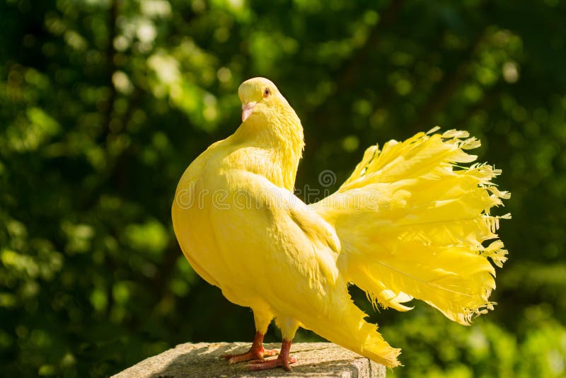Yellow dove in forest stock photo. Image of endemic, golden - 90383042