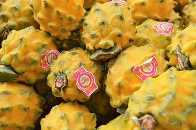 Yellow Dragon Fruit Exotic editorial stock image. Image of pitaya ...