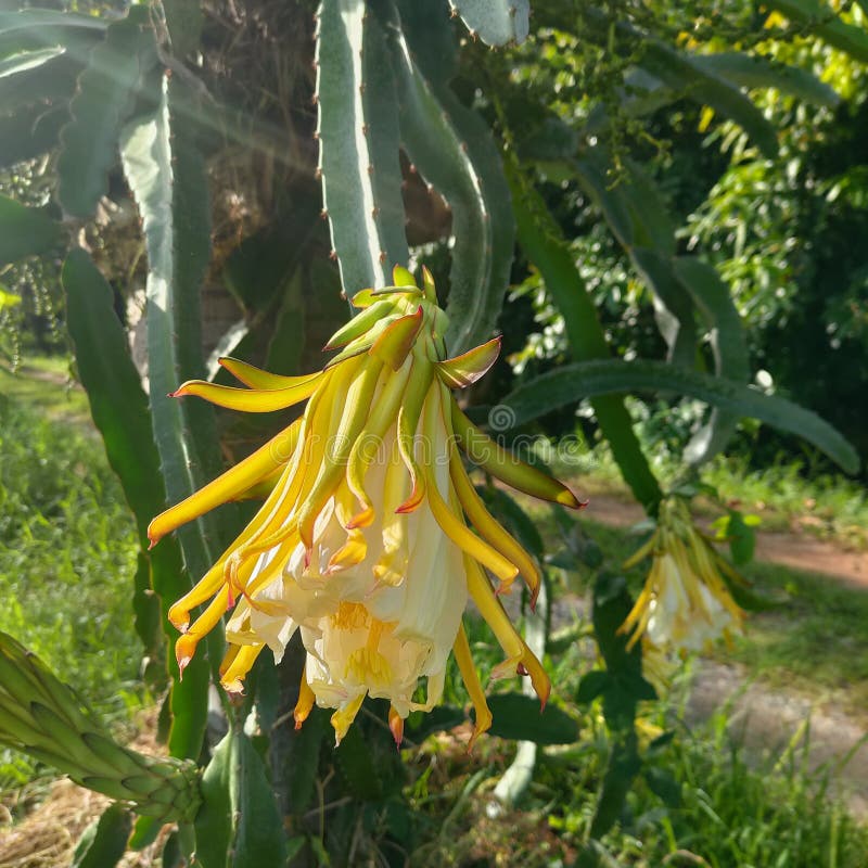 Yellow dragon fruit flower stock image. Image of exotic - 282507421