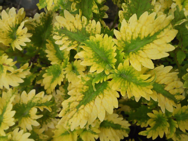 Yellow dragon tail plant stock image. Image of shaped - 269383831