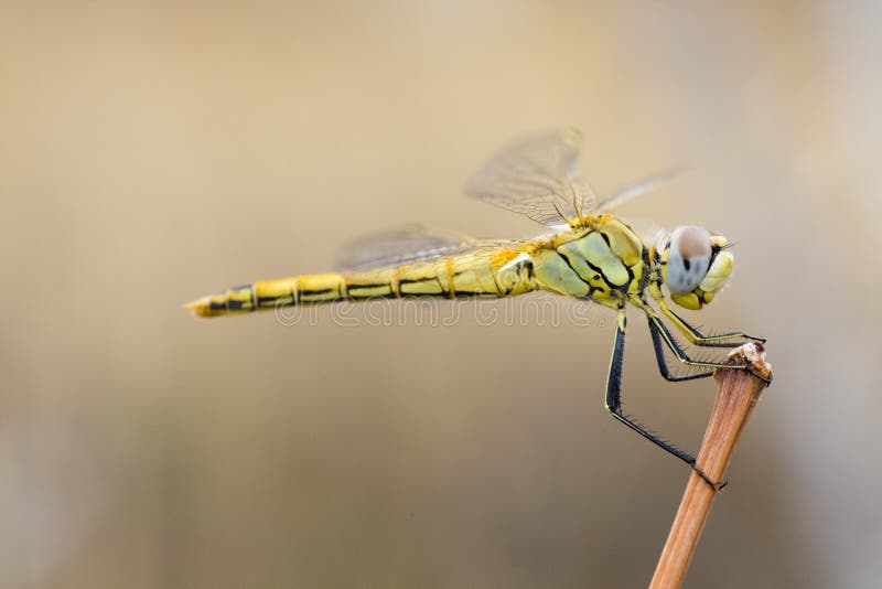 Yellow dragonfly stock image. Image of close, invertebrate - 12285573