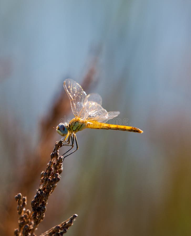 Yellow dragonfly stock image. Image of dragonfly, birds - 25556897