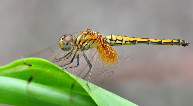 A Yellow Dragonfly stock photo. Image of natural, green - 26555020