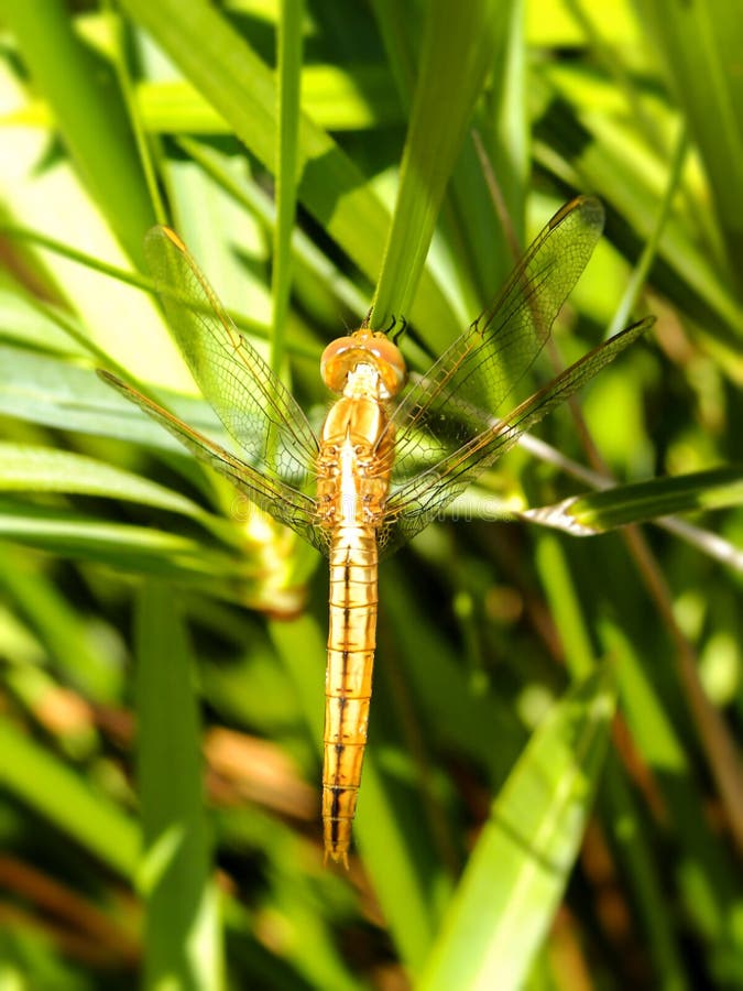 Common Hawker Dragonfly 2 stock image. Image of africa - 50937489
