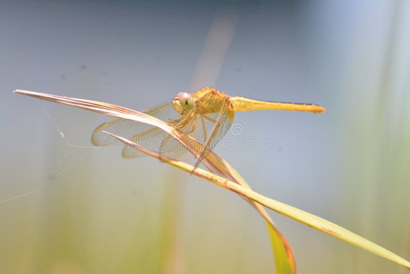 The Yellow Dragonfly is Flapping Its Wings Preparing To Fly Stock Image ...