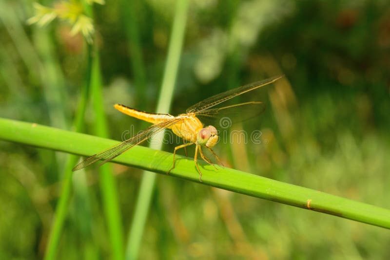 Yellow dragonfly stock image. Image of light, wings, dragonflies - 92577059