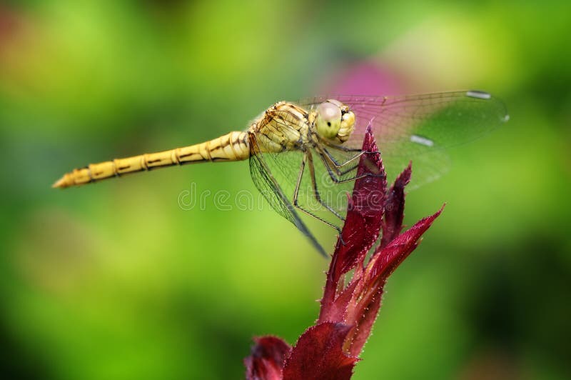 Dragonfly With Bright Yellow Body Stock Image - Image of yellow, wing ...