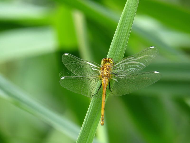 Yellow dragonfly stock photo. Image of yellow, damselflies - 42854028