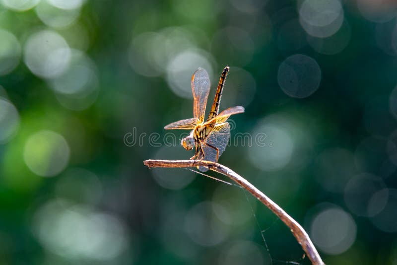 Yellow Dragonfly Perched on a Branch Top of Tree, & X28;selective Foc ...