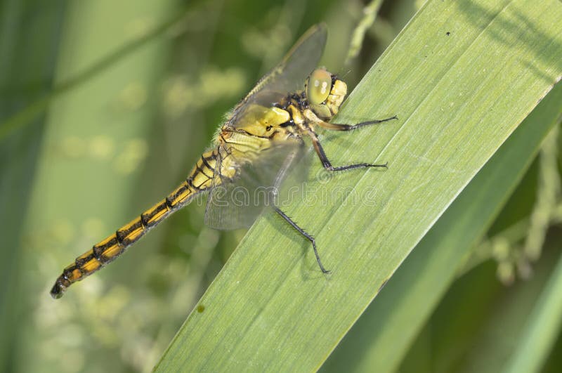 Yellow dragonfly stock photo. Image of animal, wings - 221841710