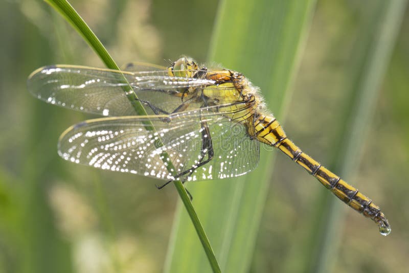 Yellow dragonfly stock image. Image of small, predator - 221841719
