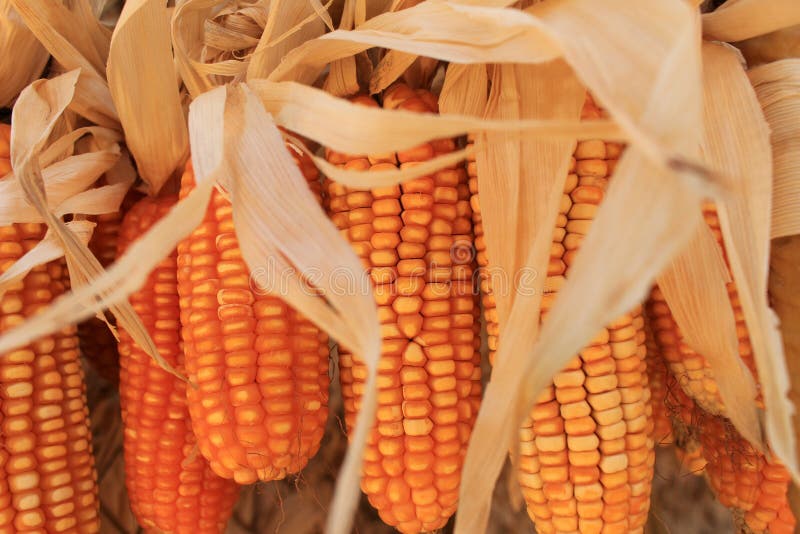 Yellow Dried Corn Bundle Together Stock Photo - Image of group, leaf ...