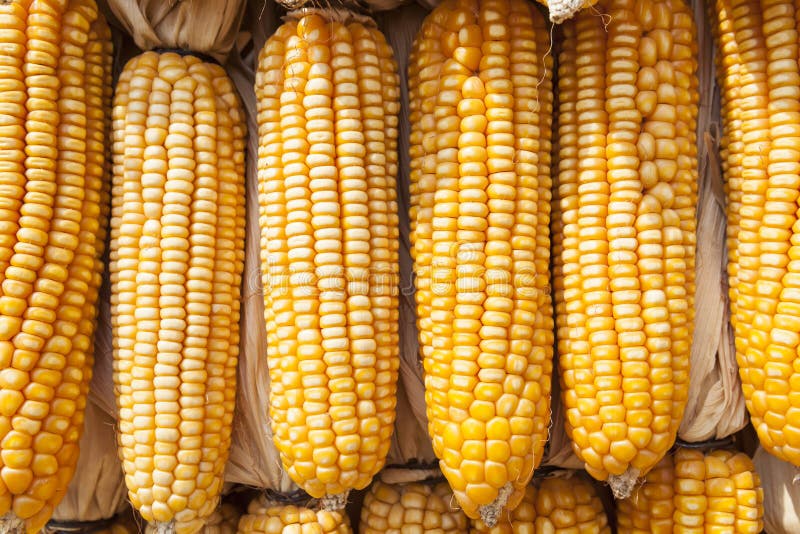 Yellow Dried Corn Bundle Together Stock Image - Image of ingredient ...