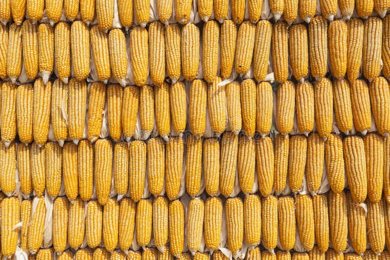 Yellow Dried Corn Bundle Together Stock Image - Image of farmer ...