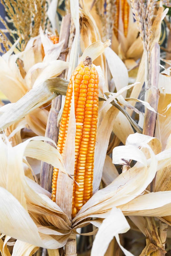 Yellow dried corn stock photo. Image of dried, healthy - 35179950