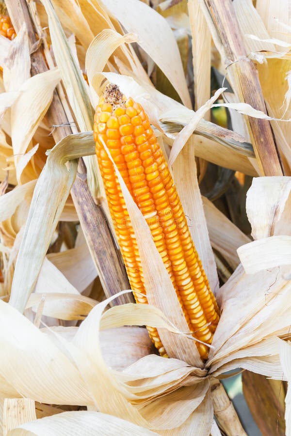 Yellow dried corn stock image. Image of mais, nutrition - 35502089