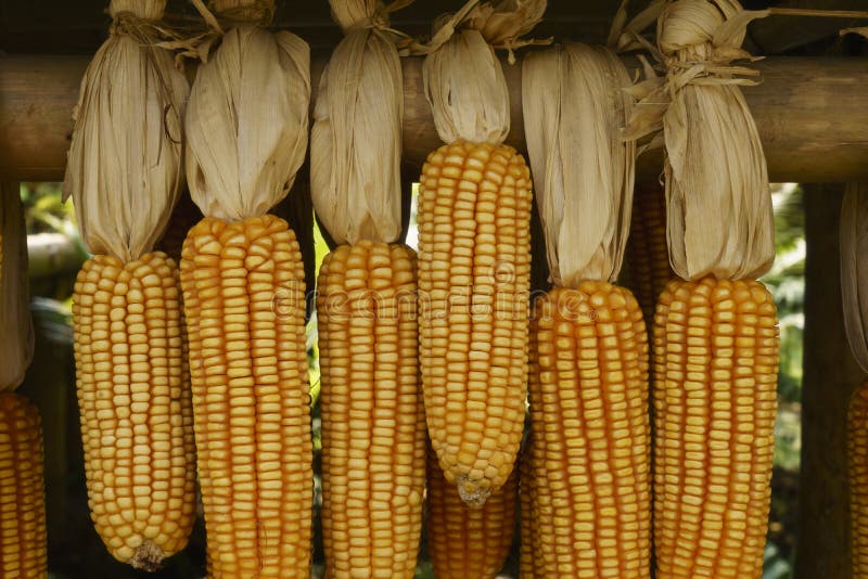 Yellow Dried Corn Hung Up for Drying Stock Image - Image of grain, crop ...