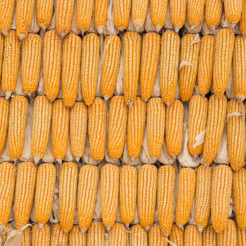 Corn Peel Texture stock photo. Image of template, texture - 7755044