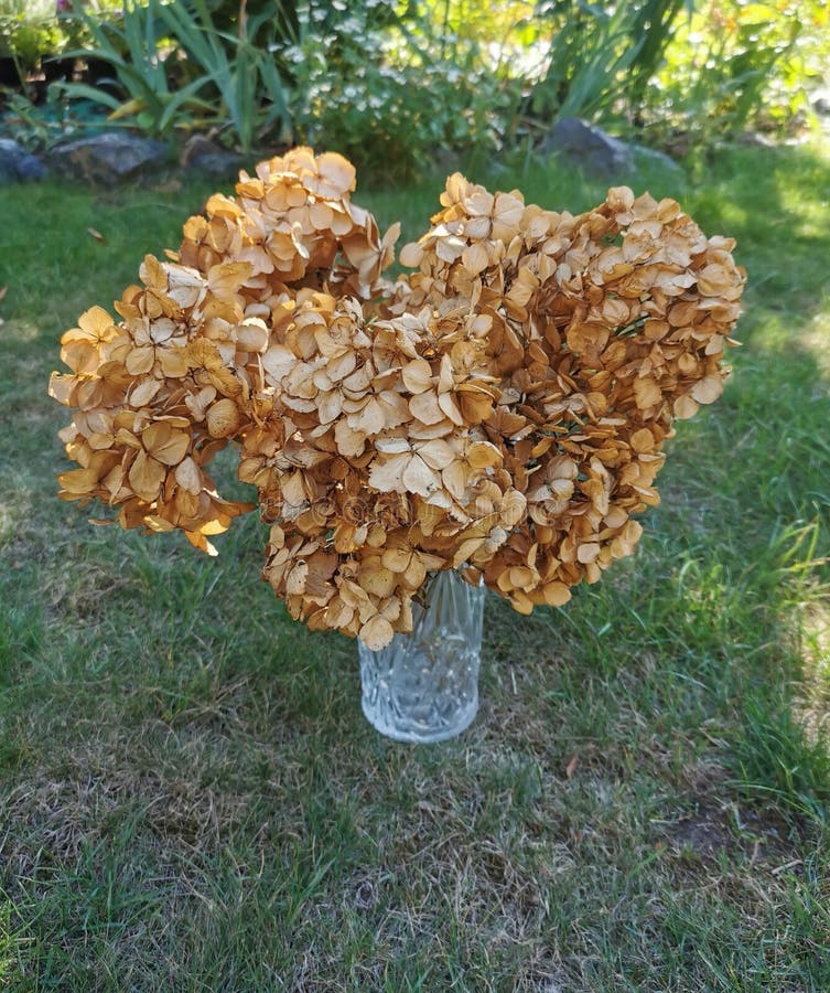 Yellow Dried Hydrangea Flowers in a Glass Vase Stock Image - Image of ...
