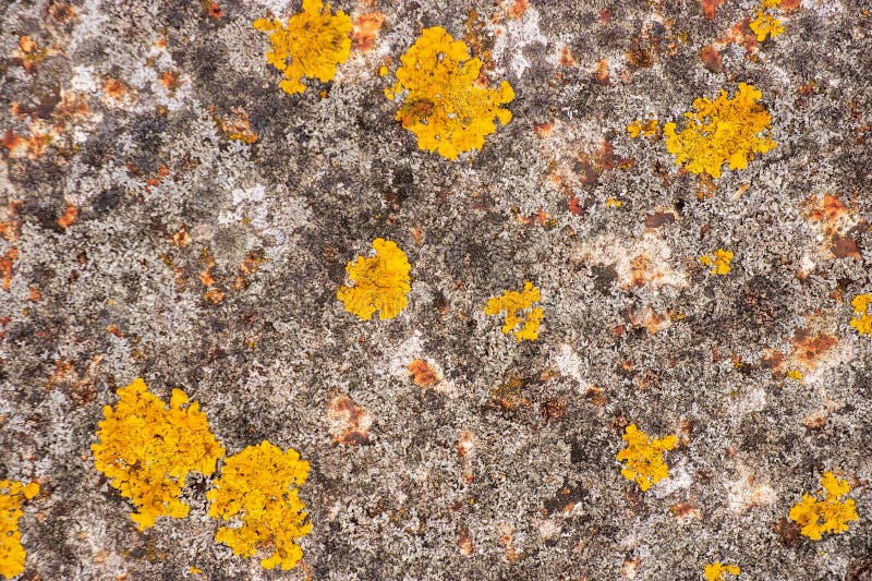 Yellow Dried Moss on an Old Paint Background Stock Photo - Image of ...
