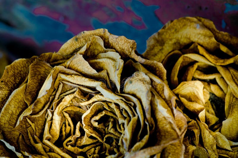 Yellow dried roses stock image. Image of macro, blossom - 45032369