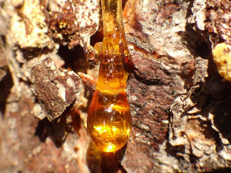 Pine resin drop stock photo. Image of conifer, amber - 29999642