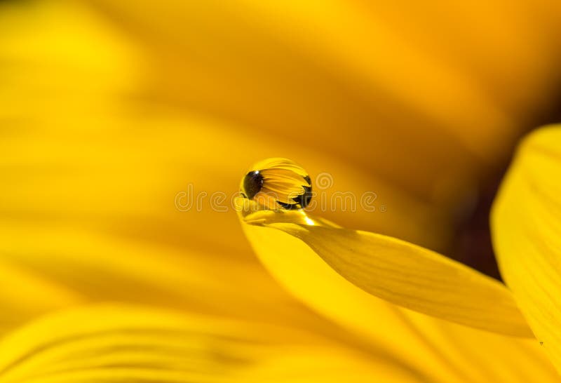 Yellow droplet stock image. Image of closeup, flower - 59731241