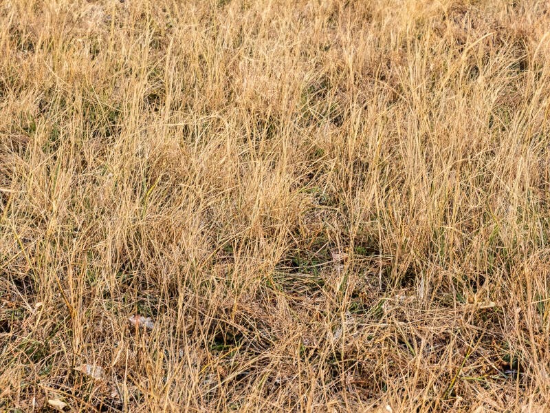 60,730 Yellow Grass Field Texture Stock Photos - Free & Royalty-Free ...