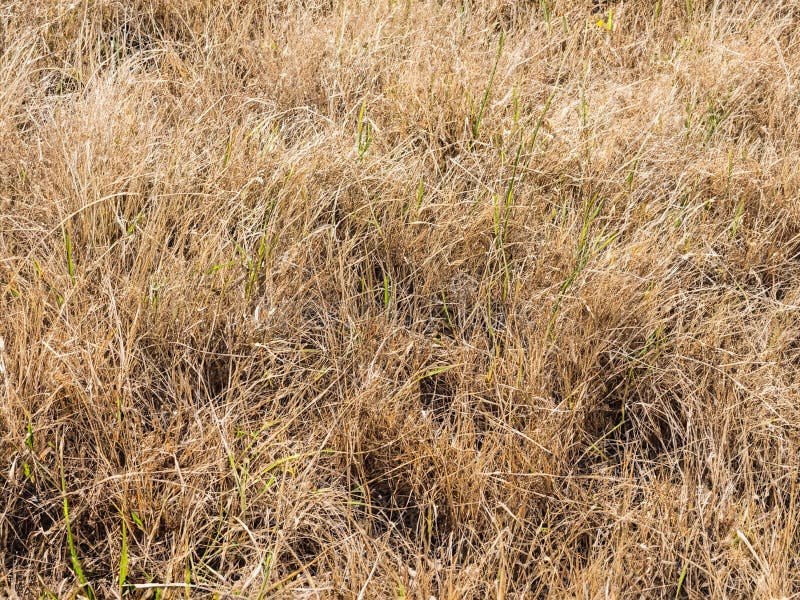 60,730 Yellow Grass Field Texture Stock Photos - Free & Royalty-Free ...