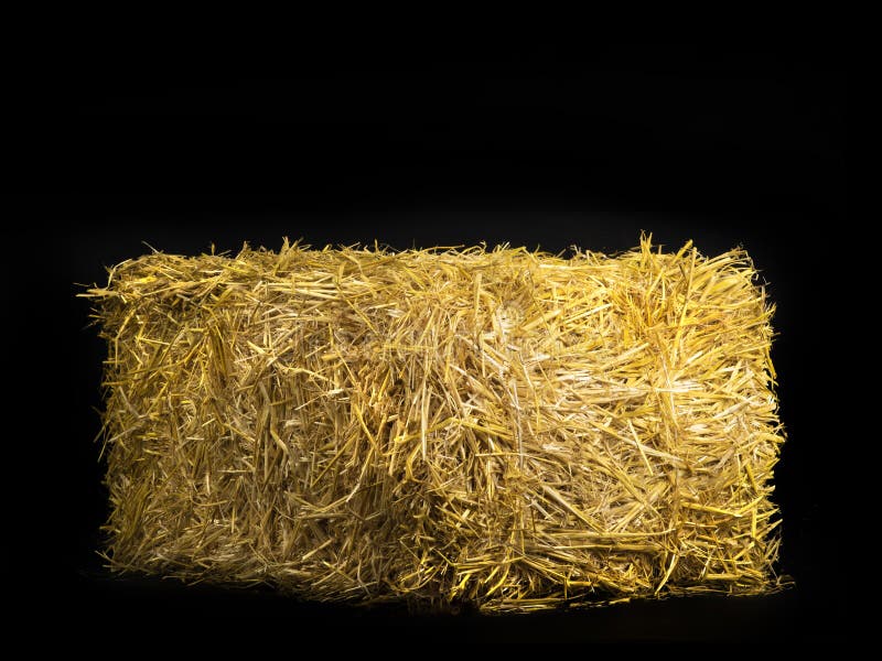 Yellow dry barley straw stock photo. Image of rural - 148133584