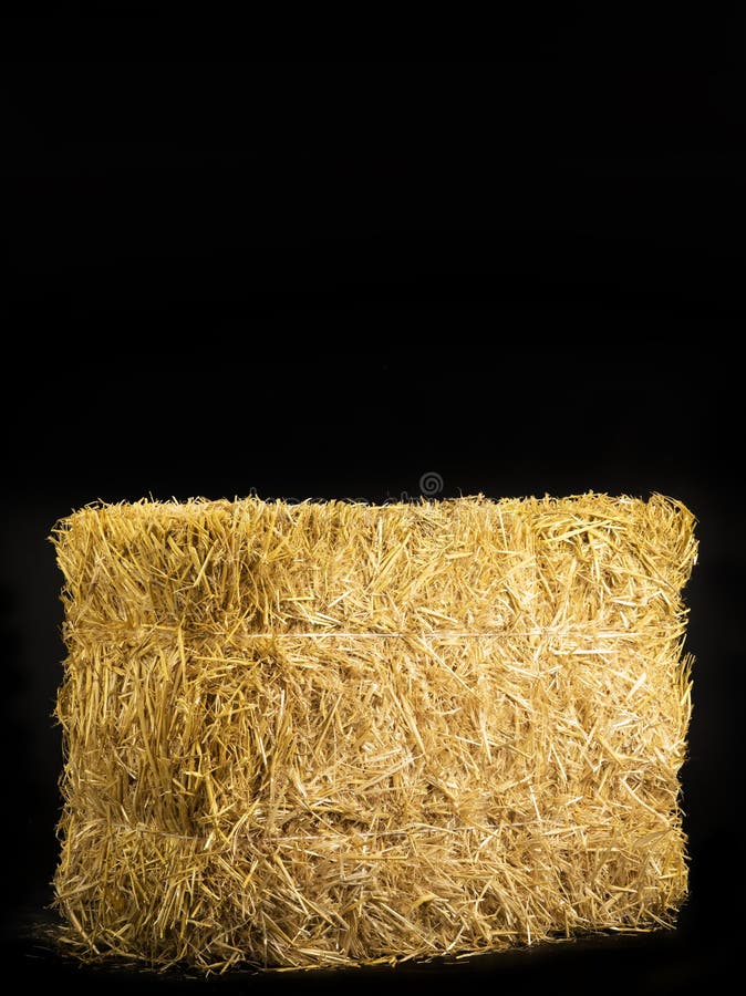 Yellow dry barley straw stock photo. Image of summer - 148133640