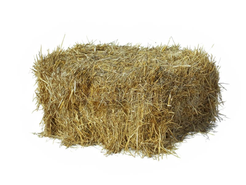 Yellow Dry Barley Straw Isolated on White Background Stock Image ...