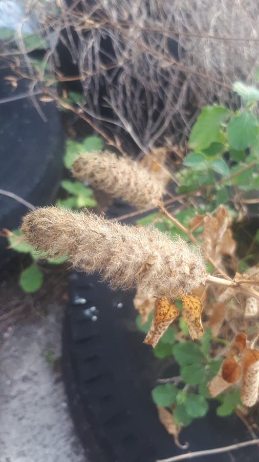 Yellow dry cat tail plant stock image. Image of tail - 251620995